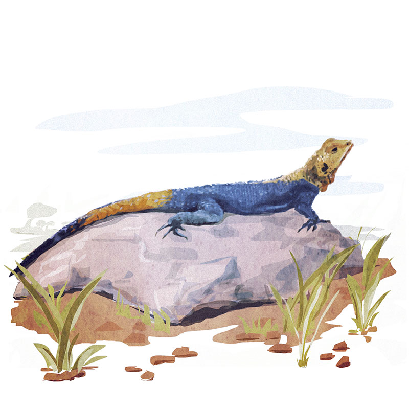 Creatures, Great & Small - Jason Neil Illustrator